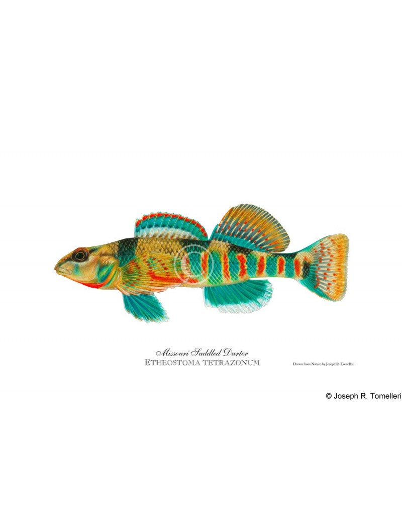 Missouri saddled darter, male