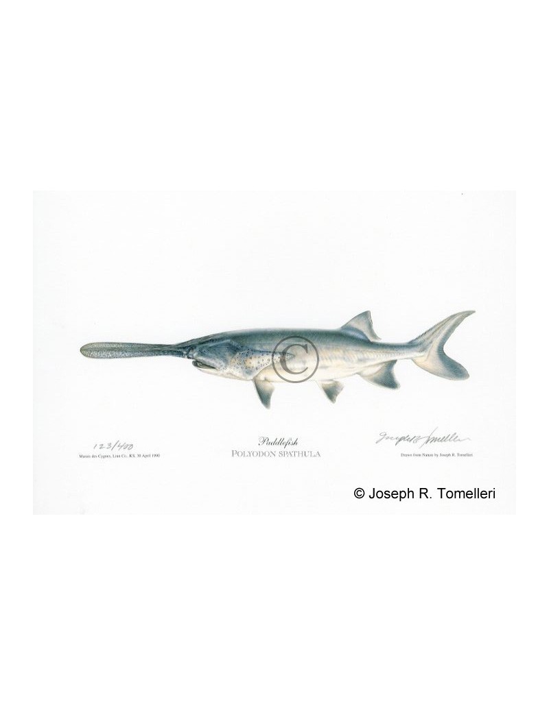Paddlefish