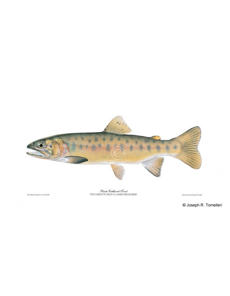 Paiute cutthroat trout