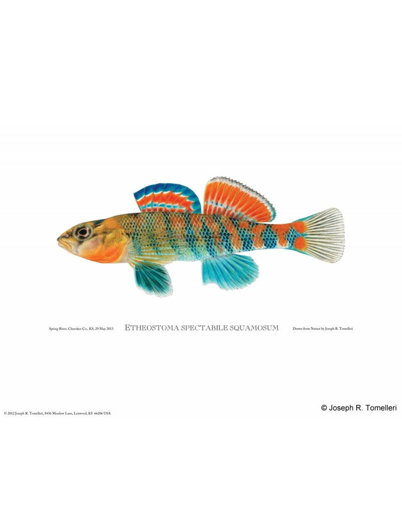 Plateau Orangethroat darter, male