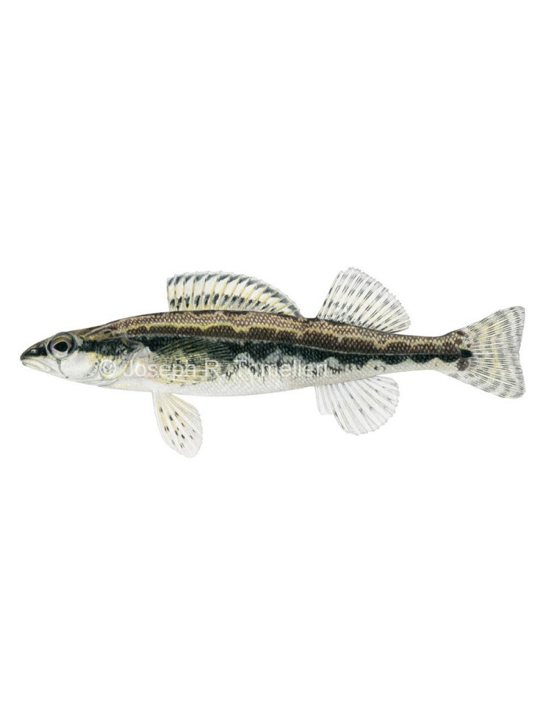 Sickle darter, Percina williamsi
