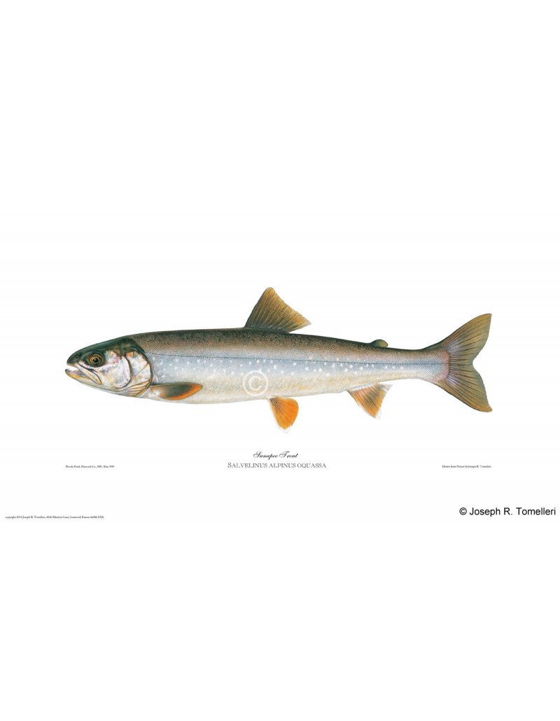 Sunapee Trout