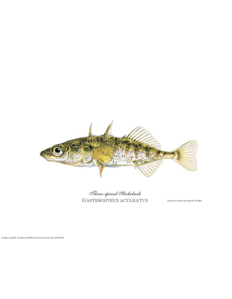 Three-spined Stickleback
