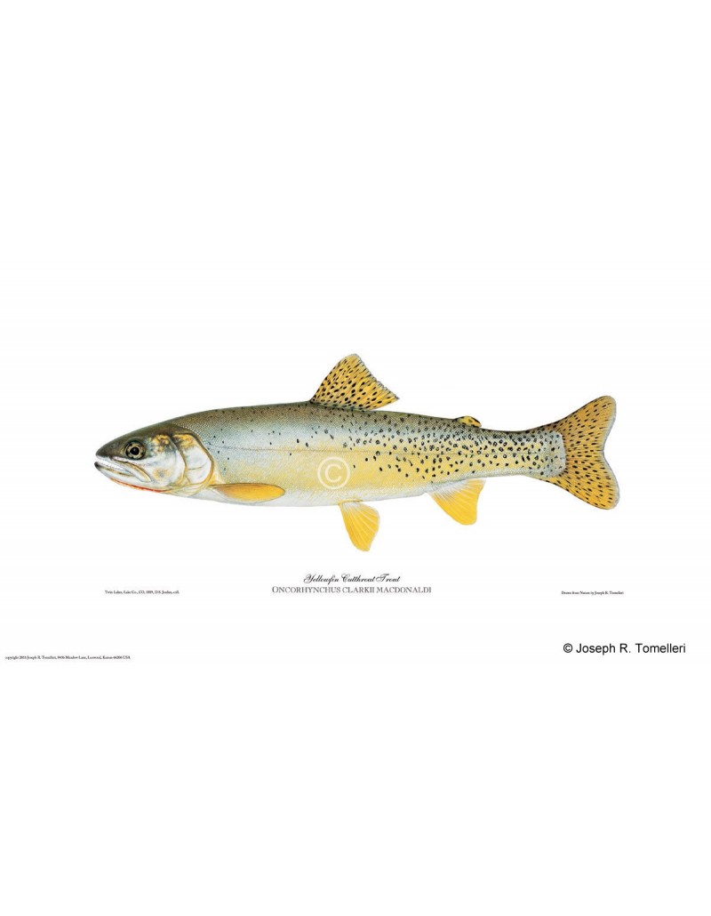 Yellowfin Cutthroat Trout