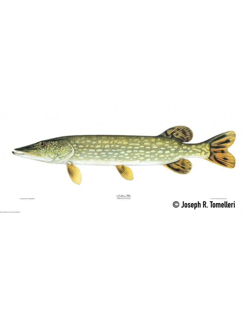 Northern Pike