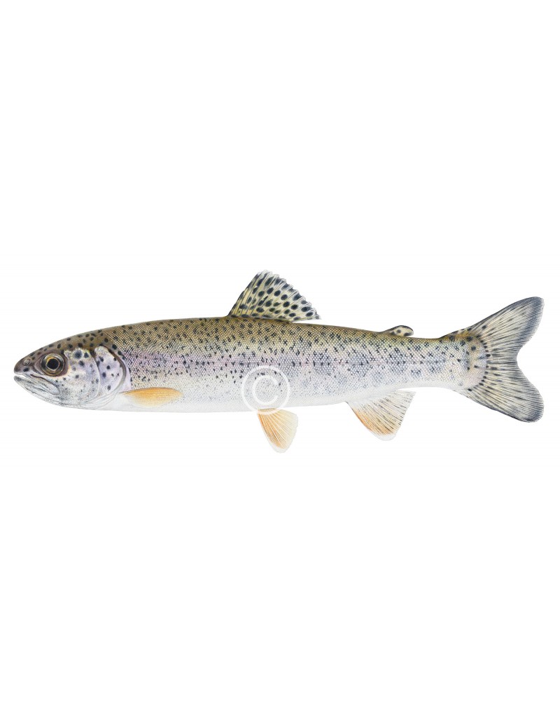 Steelhead smolt