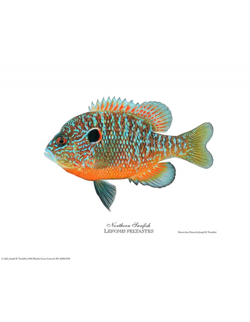 Northern sunfish