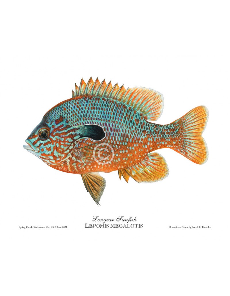 Longear sunfish, Lepomis megalotis