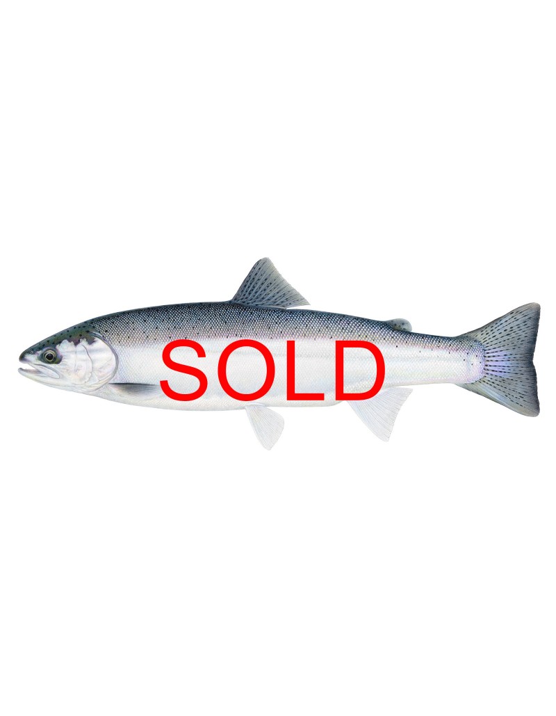 Steelhead (Ocean bright)