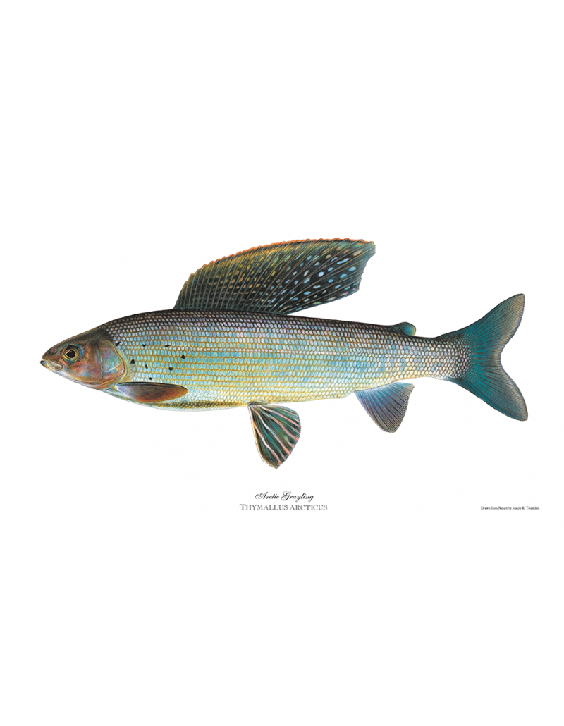 grayling, arctic grayling, Thymallus arcticus