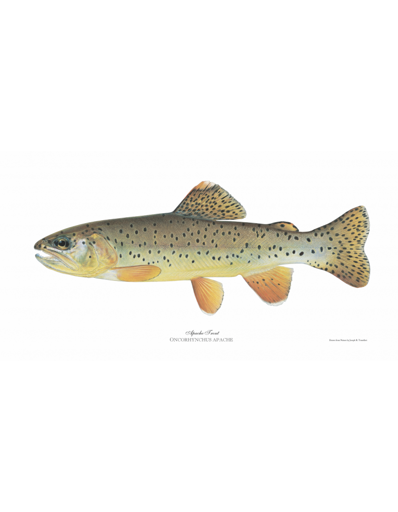 Apache trout