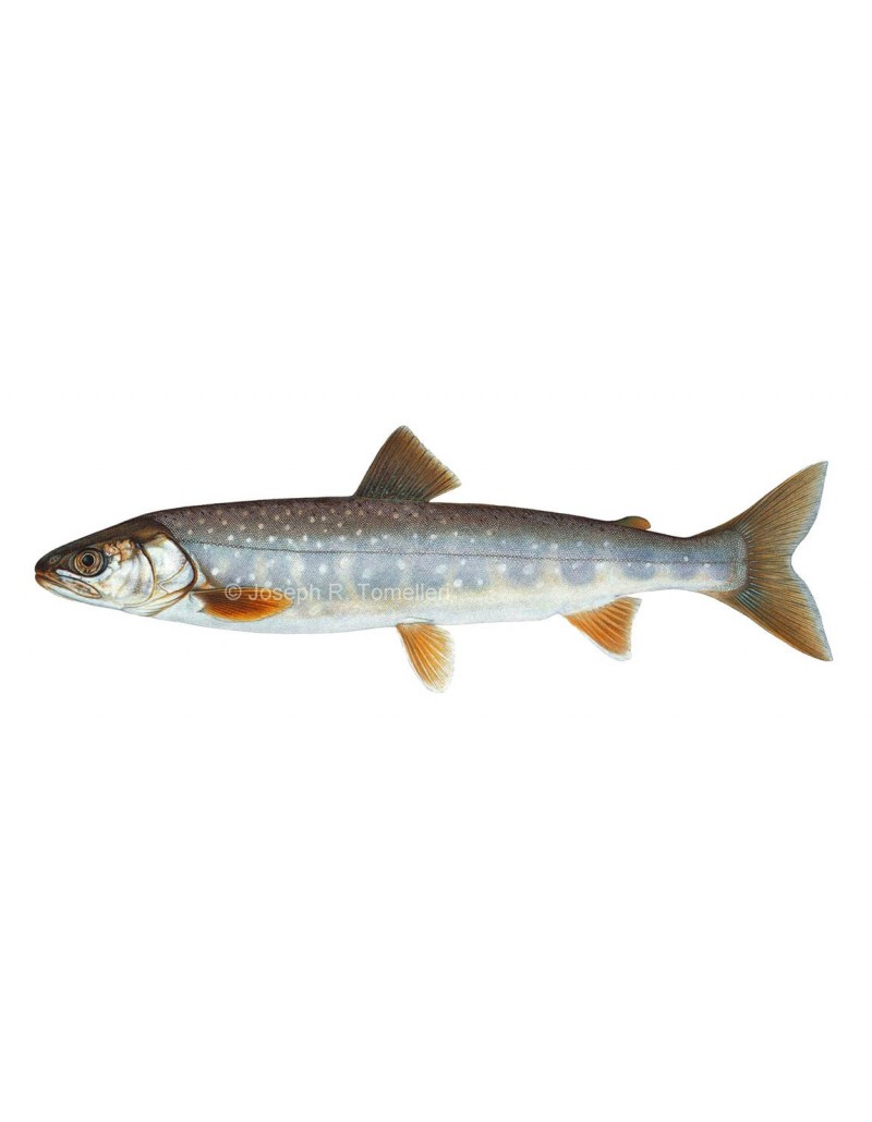 Arctic char, dwarf, Salvelinus alpinus
