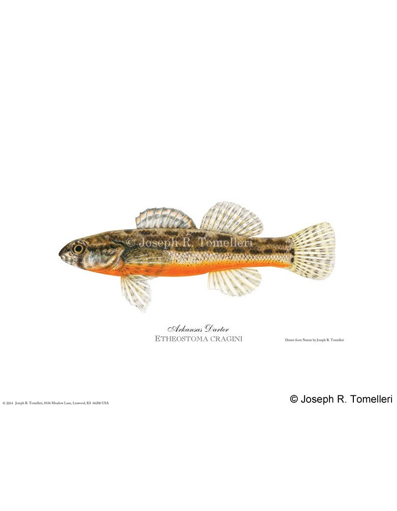 Arkansas Darter, male