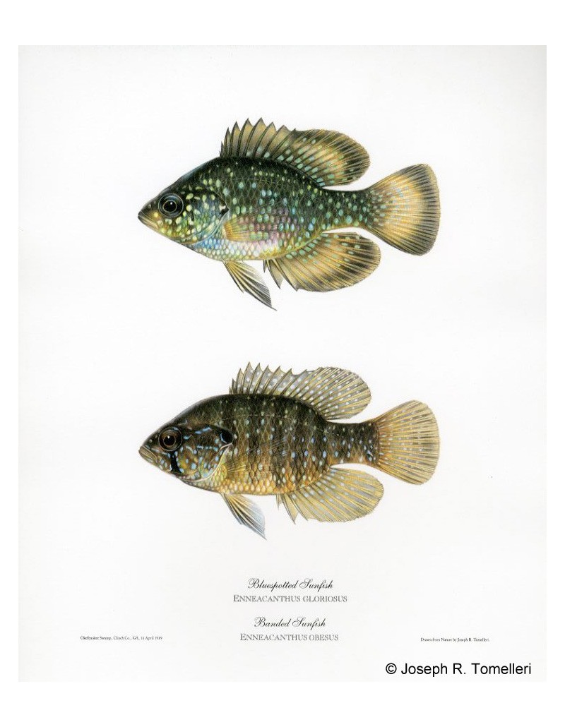 Banded Sunfish and Bluespotted Sunfish