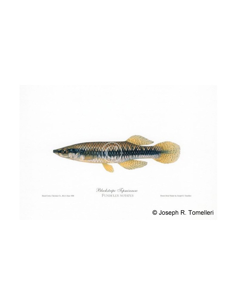 Blackstripe Topminnow