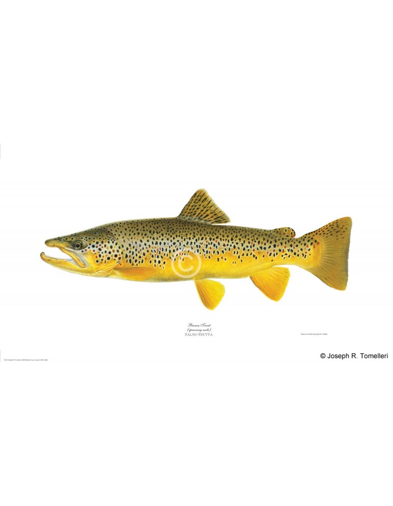 When Do Brown Trout Spawn