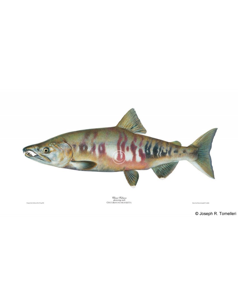 Chum Salmon