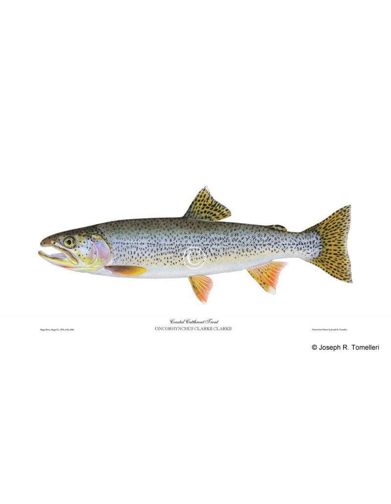 Coastal cutthroat trout