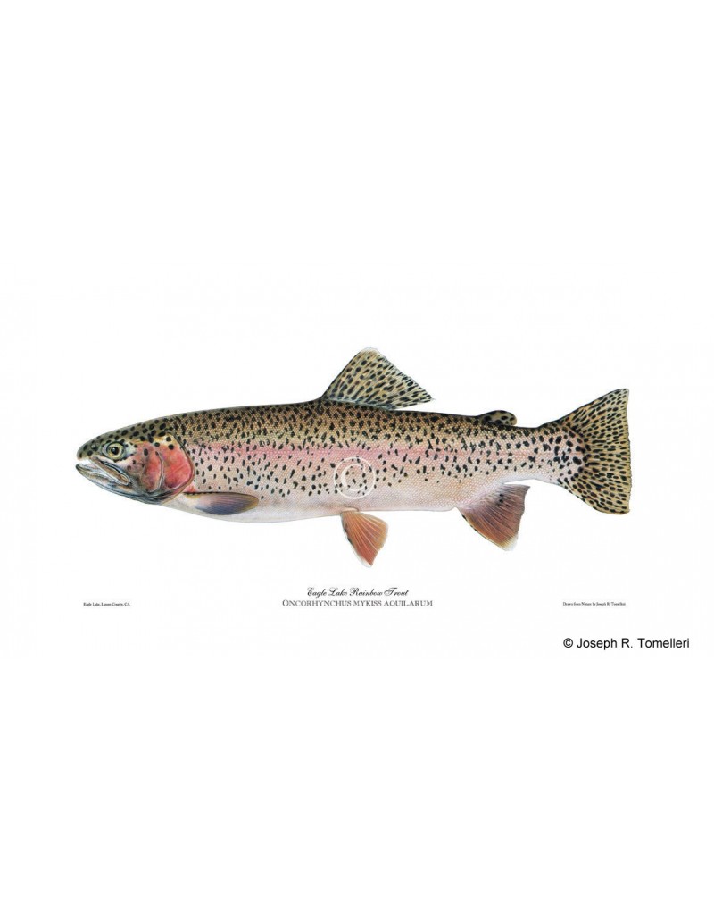 Eagle Lake Rainbow Trout