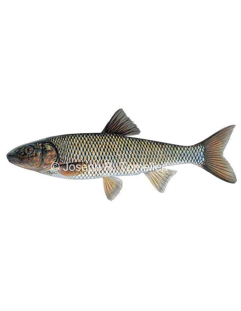 Fallfish, Semotilus corporalis