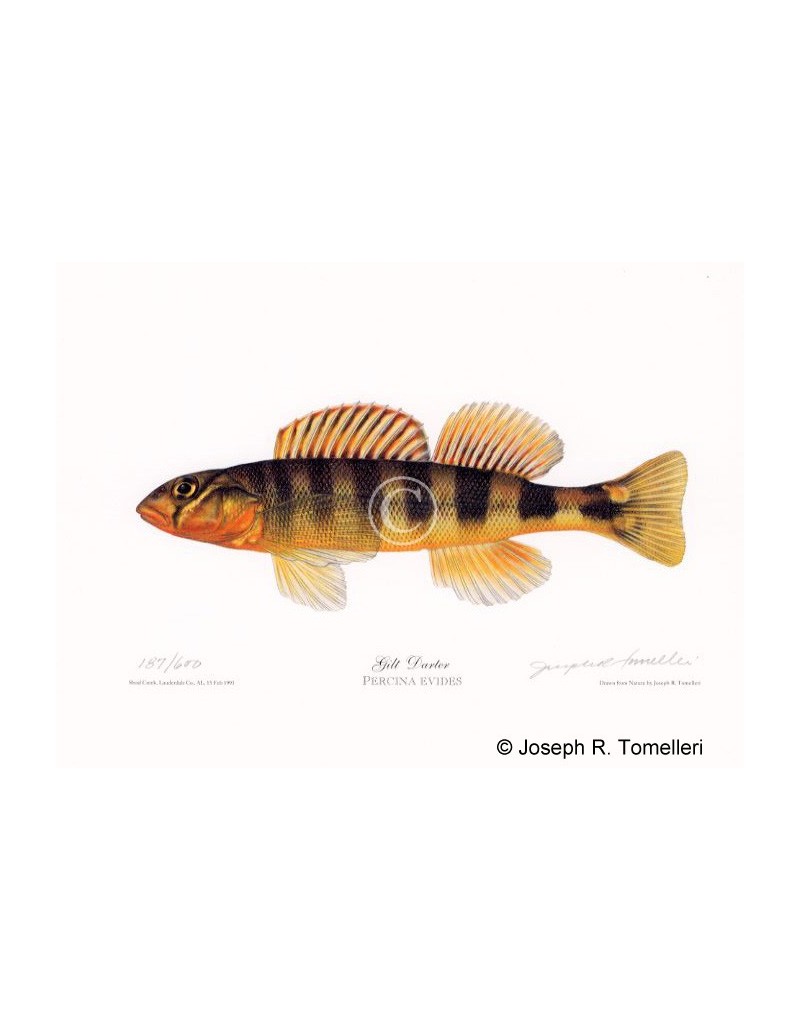 Gilt Darter