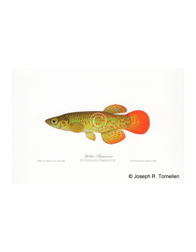 Golden Topminnow