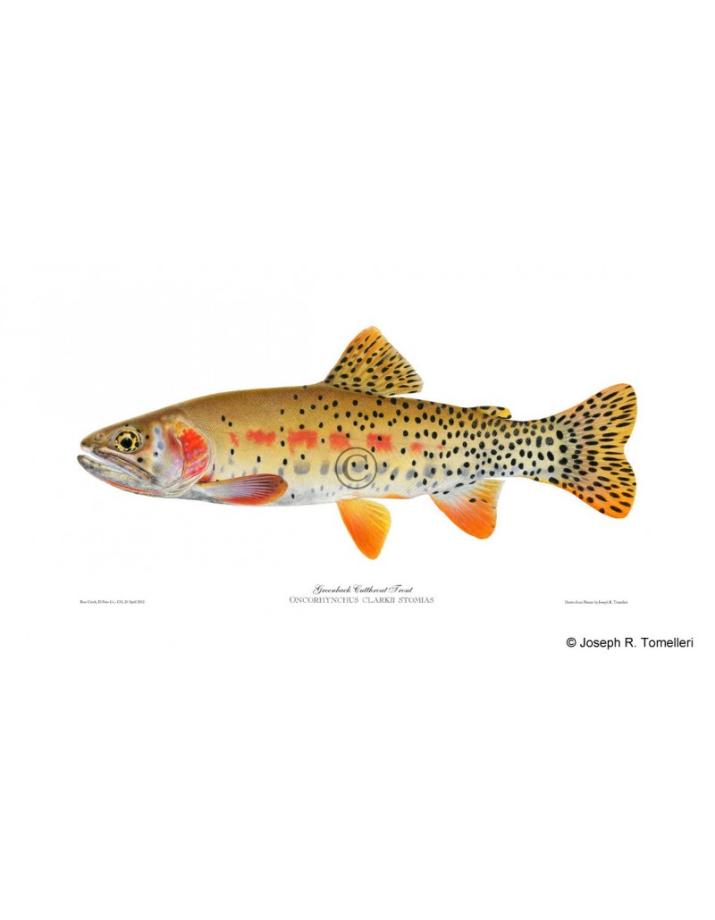 Greenback cutthroat trout